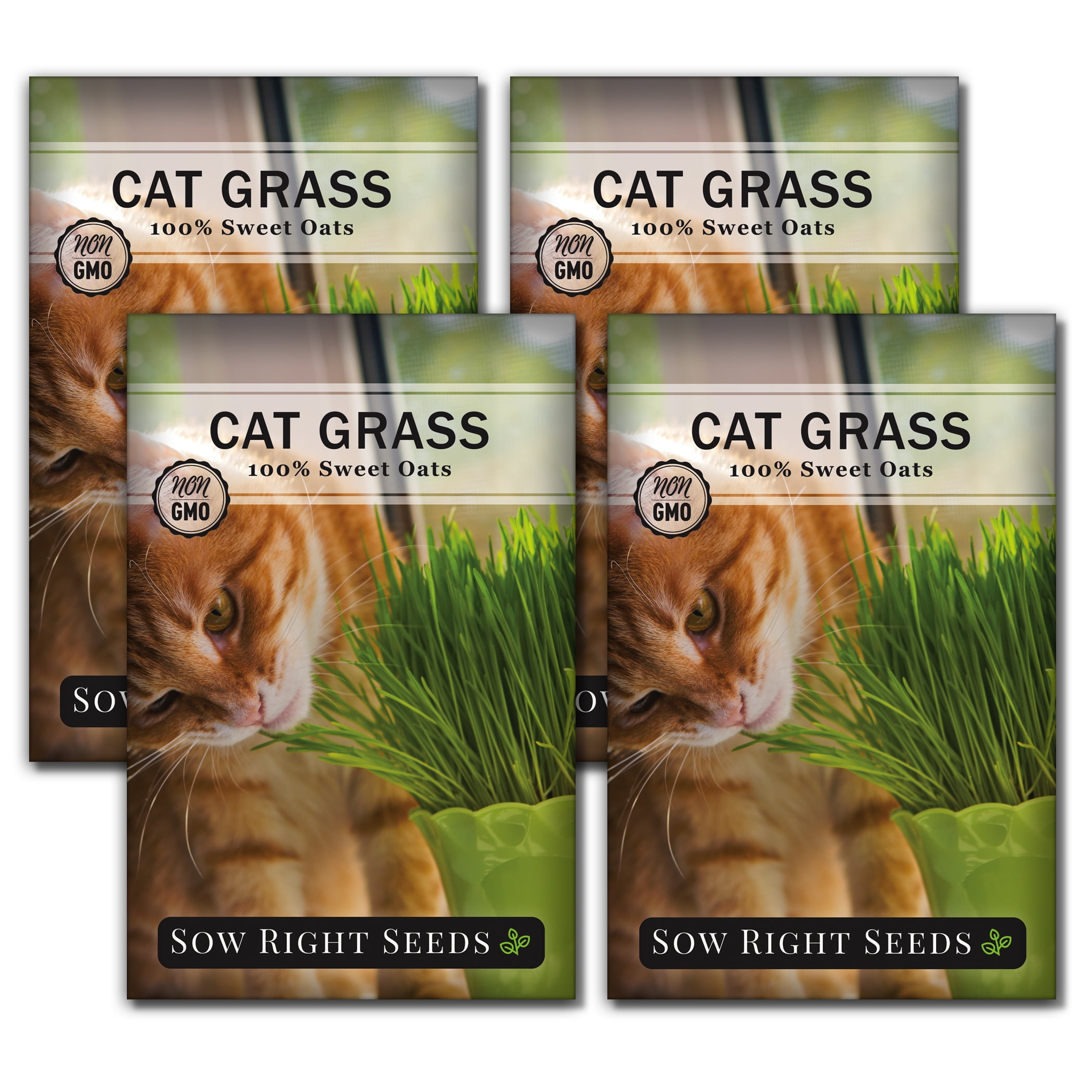 Cat Grass Seeds for Planting - Non GMO Heirloom Varieties for your ...