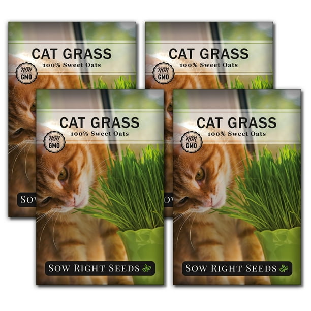 Cat Grass Seeds for Planting - Non GMO Heirloom Varieties for your ...