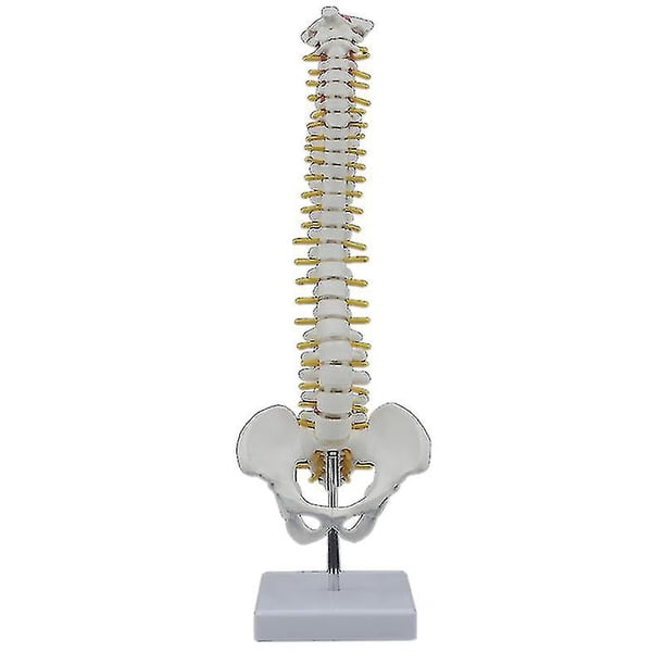 Columna vertebral humana de 45 cm con modelo pélvico Modelo de columna ...