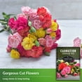 5 packs Chabaud Mix Carnation Seed - Dianthus Caryophyllus - Non-GMO ...