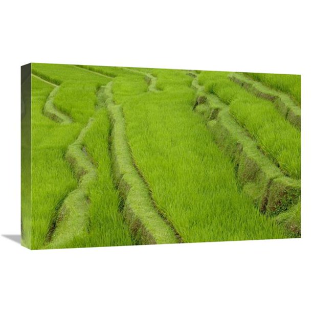 16 x 24 in. Terraced Rice Paddy, Ubud Area, Bali, Indonesia Art Print ...