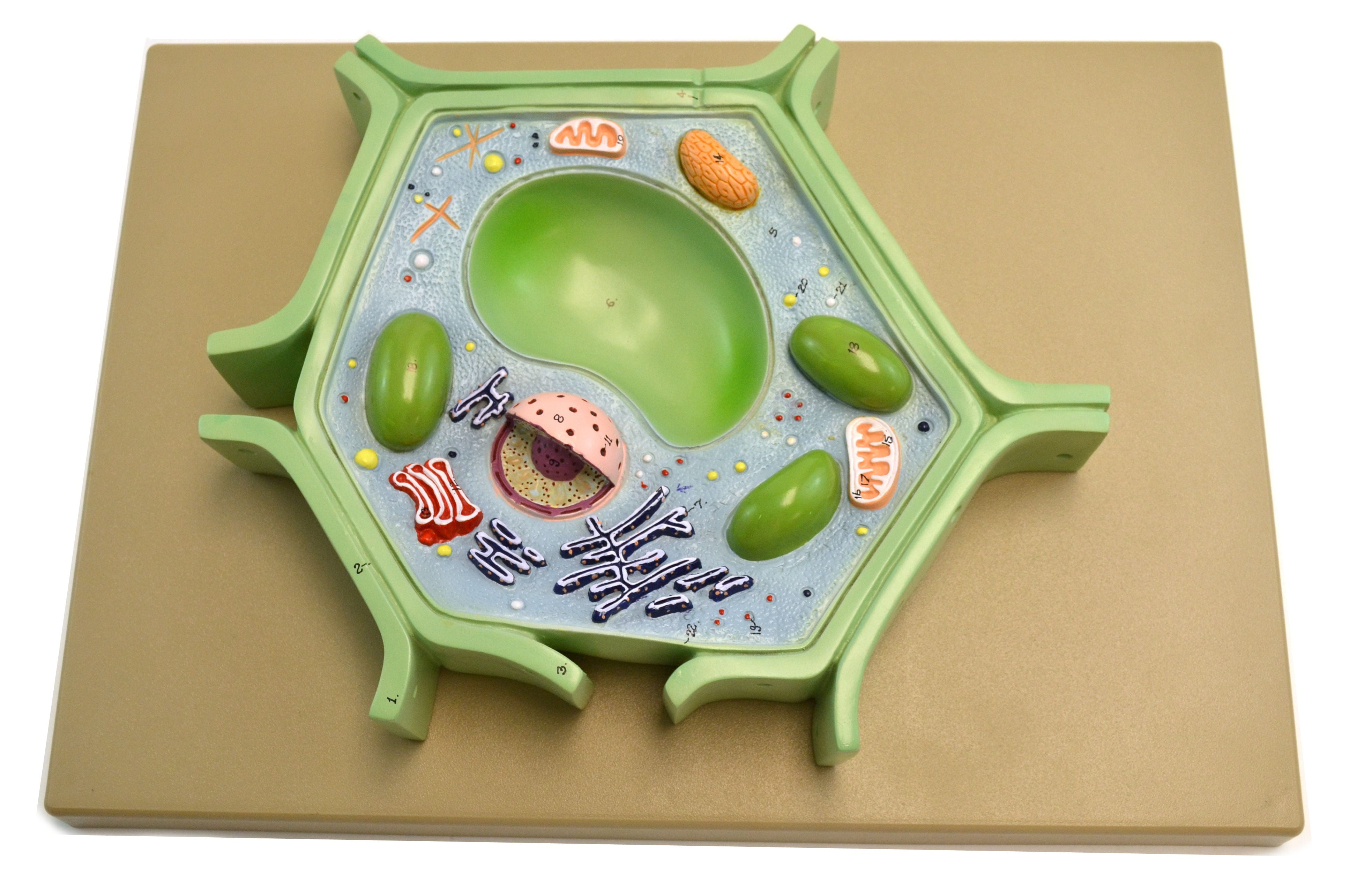 Eisco Labs Plant Cell Model on base; 11.5" X 10" X 2" - Walmart.com