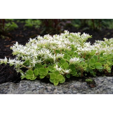 SunSparkler® Jade Tuffet Sedum - Stonecrop - Loves the Sun - Quart Pot ...