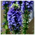 Everwilde Farms - 2000 Great Blue Lobelia Native Wildflower Seeds ...