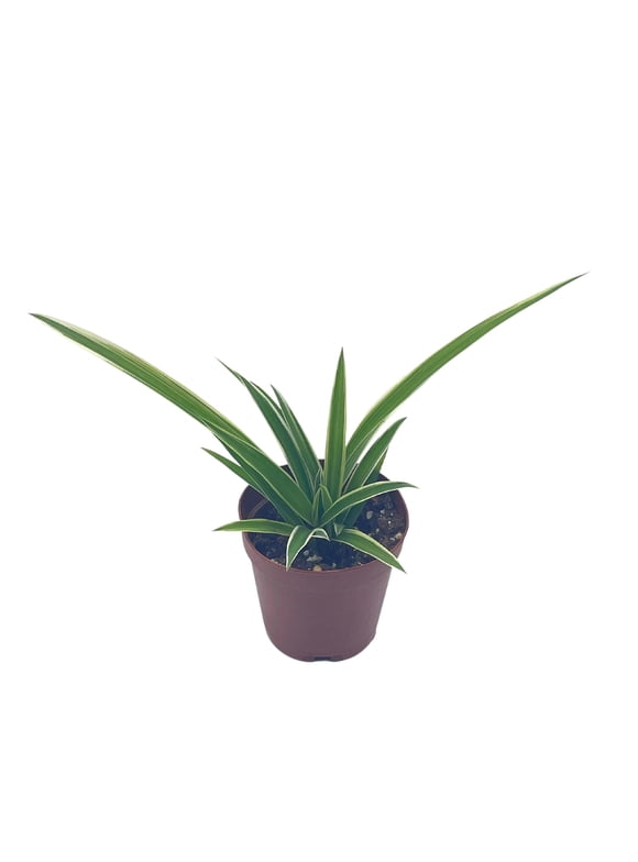 Spider Plants in Indoor Plants - Walmart.com