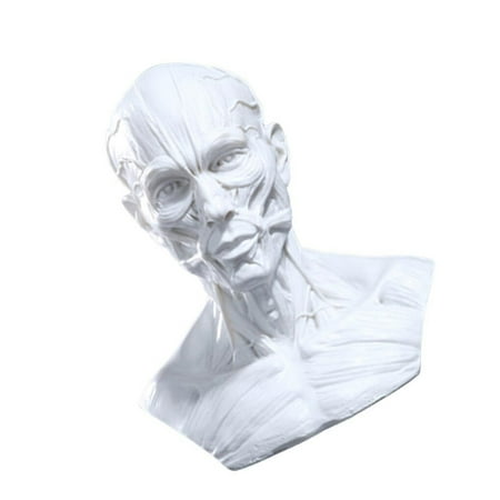 pitrice 4" Human Model Anatomy Skull Head Muscle Bone Model Muscle Bone ...