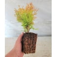 Outdoor Fire Chief™ Globe Arborvitae (Thuja) - Live Plant, Low ...