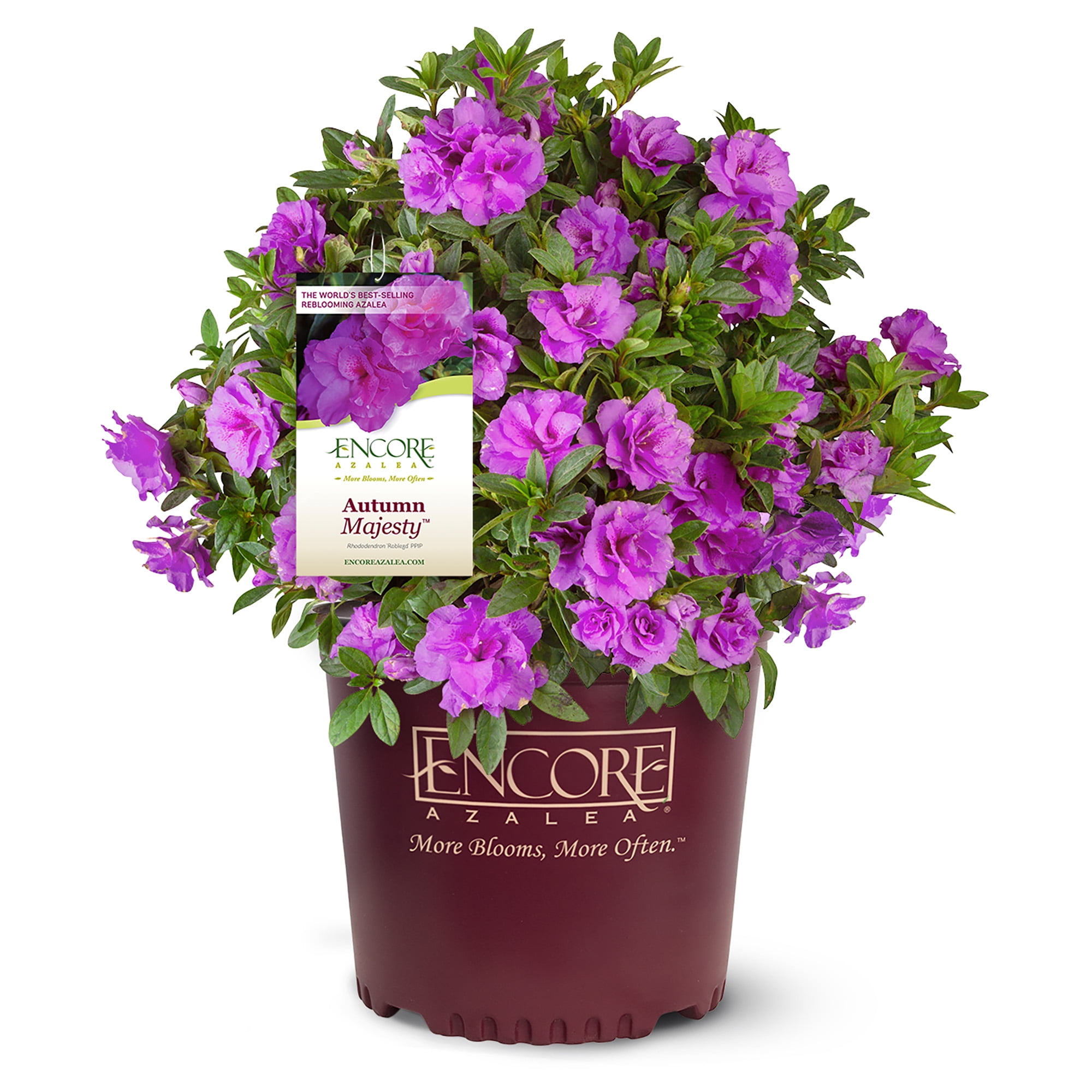 Encore Azalea Autumn Majesty Shrub 2 Gallon - Walmart.com