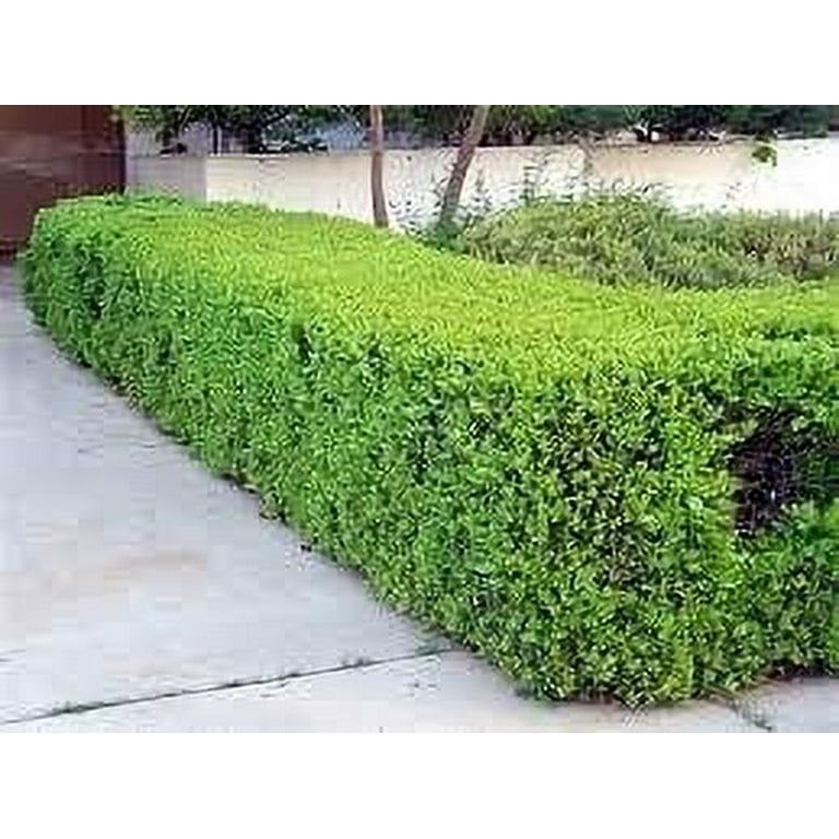 Japanese Landscape Design Boxwood Japanese Boxwood 1 Gallon