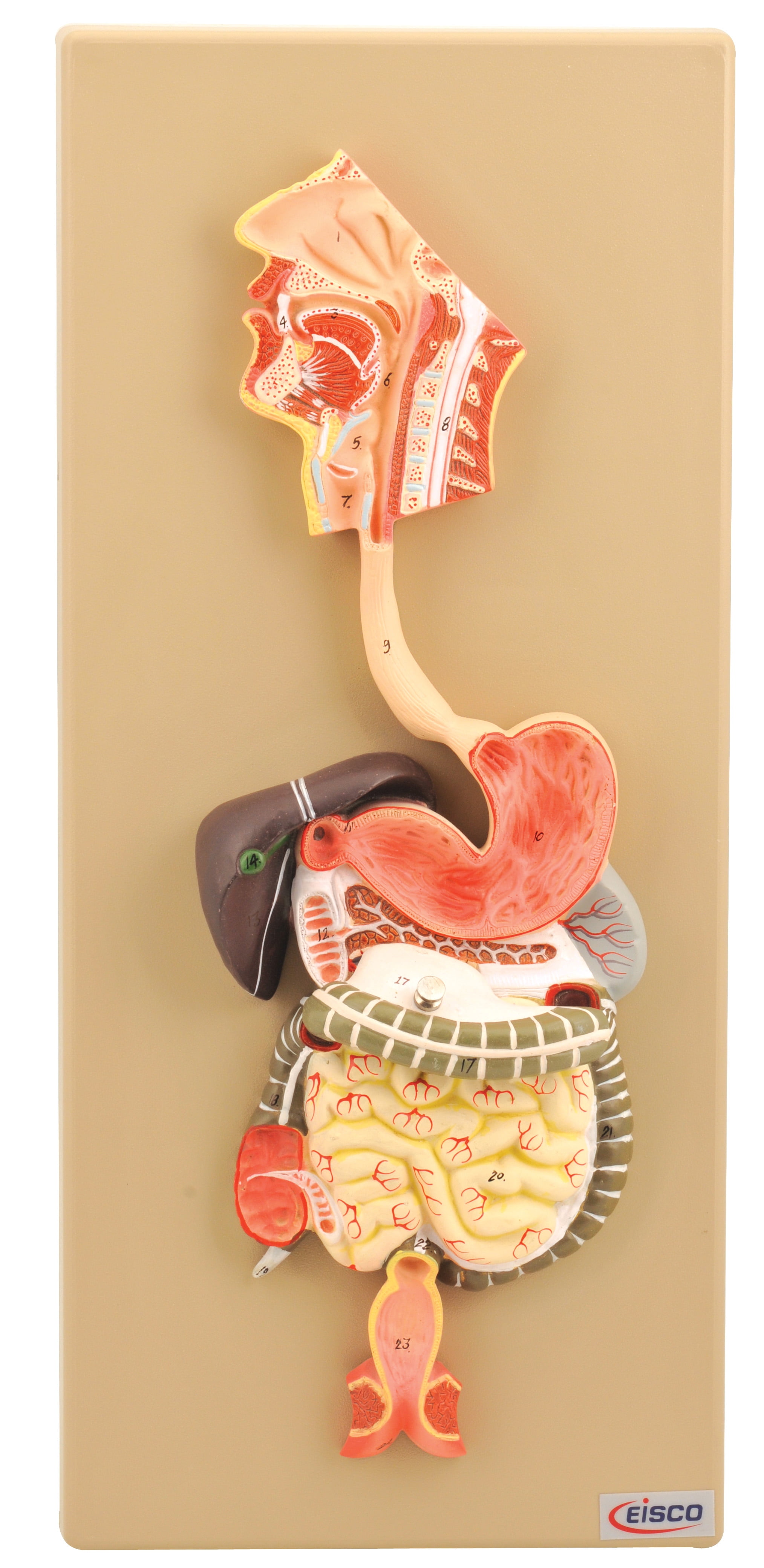 Eisco Labs Human Digestive System Model, 2 Parts, Hand Painted ...
