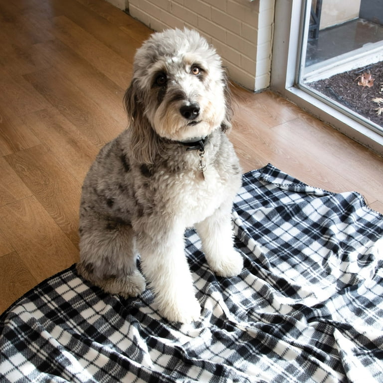 Merle Coat Pattern | ppgbbe.intranet.biologia.ufrj.br