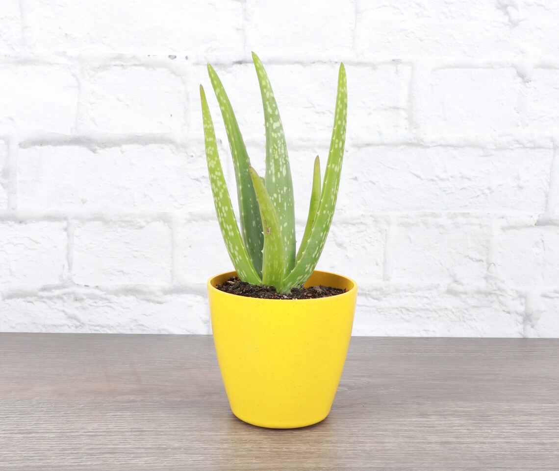 Live Aloe Vera Plant - 4" Biodegradable Pot - Yellow - Walmart.com