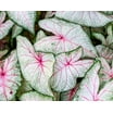 10 June Bride Fancy Caladium Bulbs for Planting - Exotic White Elephant ...