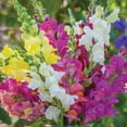 Burpee Fordhook Tall Mixed Colors Snapdragon Flower Seed, 1-Pack ...