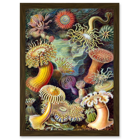 Ernst Haeckel Botanical Sea Vintage Nature Art Biology Anemone A4 ...