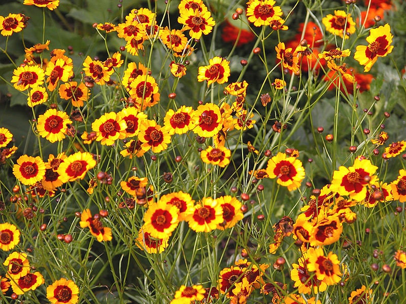 1000 GOLDEN WAVE COREOPSIS (Goldenmane Tickseed) Coreopsis Basalis ...