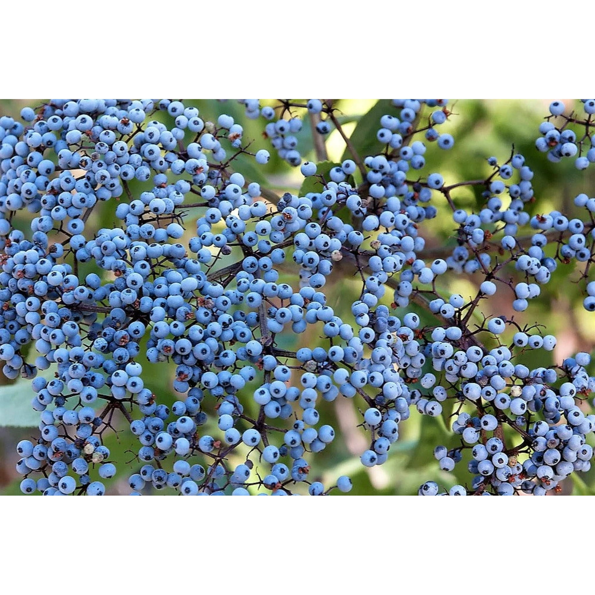 Click here for Seedville Usa 50 Blue Elderberry Sambucus Caerulea... prices