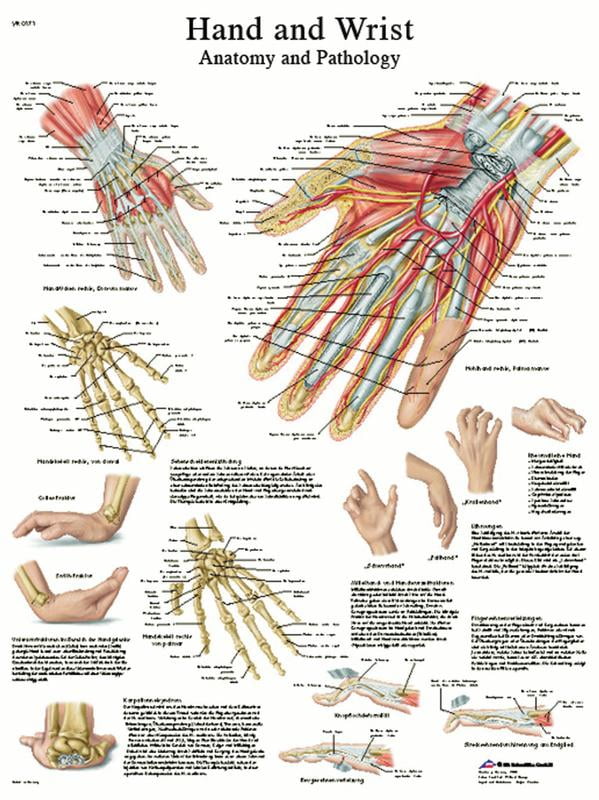Anatomical chart: hand & wrist, laminated - Walmart.com