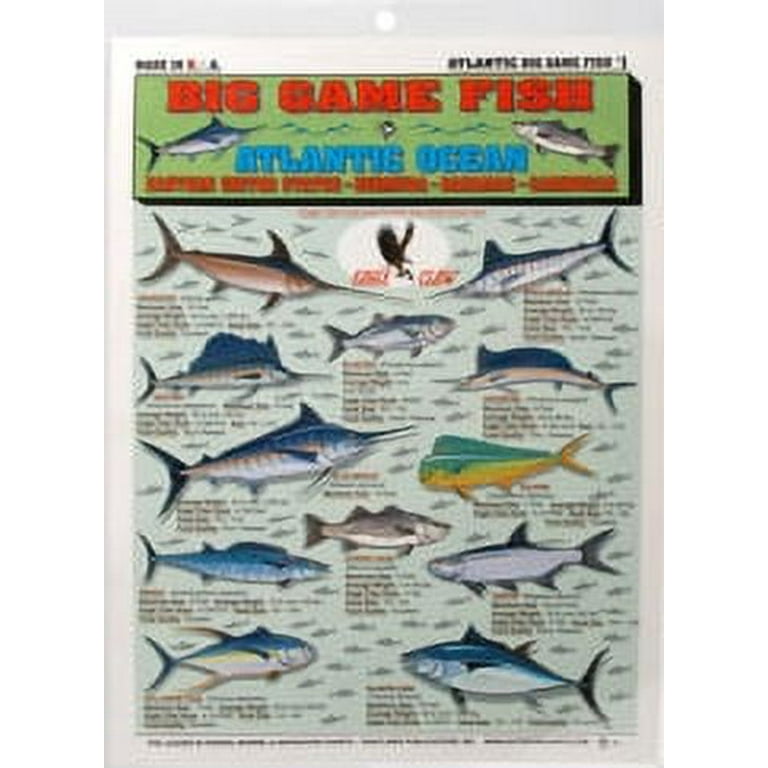 Atlantic Saltwater Fish Chart