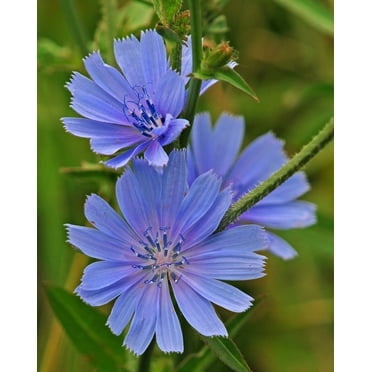 Shades of Rose Coreopsis Tickseed Perennial Plant - Quart Pot - Walmart.com