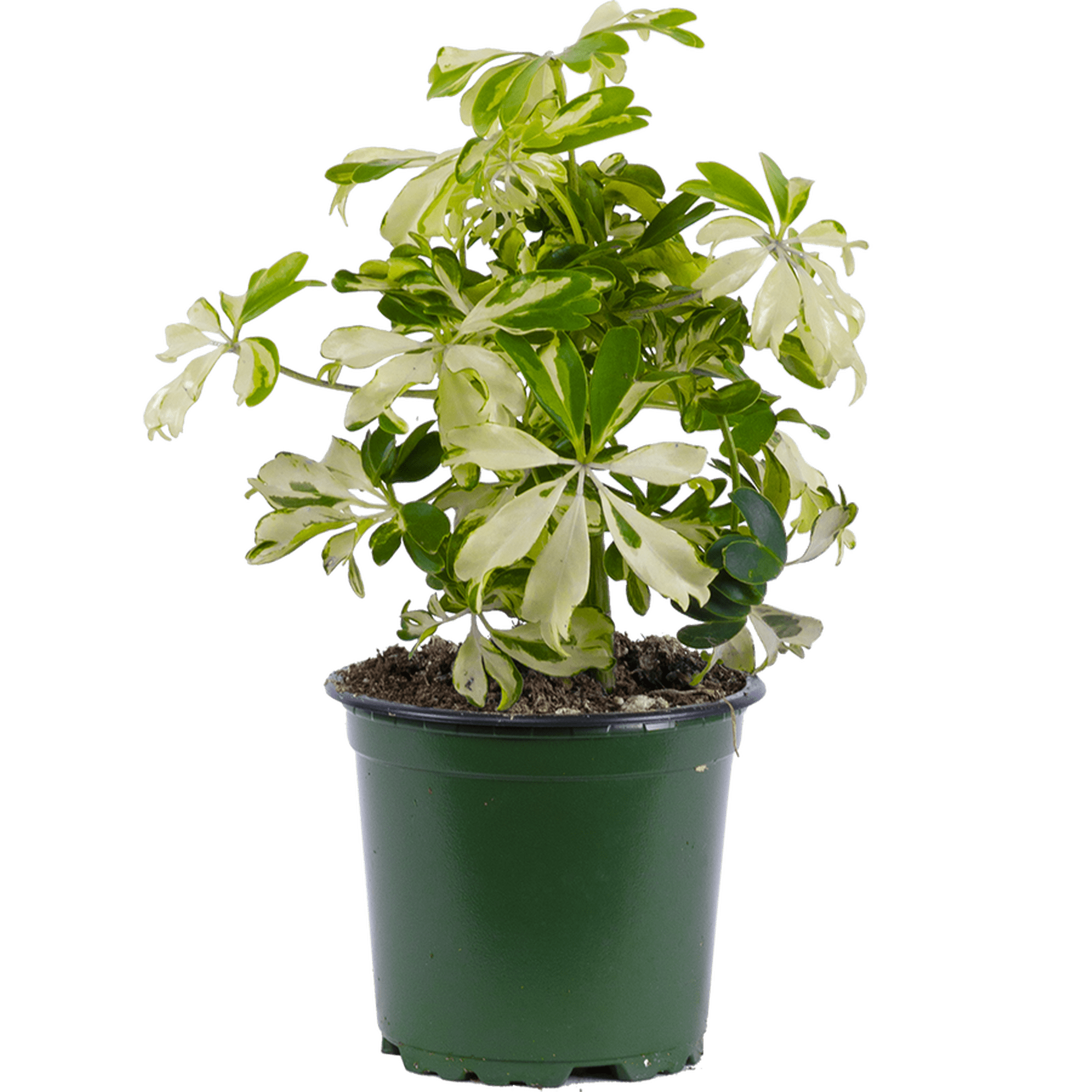 Click here for Plantsome Schefflera Janine Umbrella Plant (S) Liv... prices