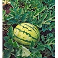TomorrowSeeds Yellow Crimson Watermelon Seeds, 20+ Count, Juicy Yellow ...