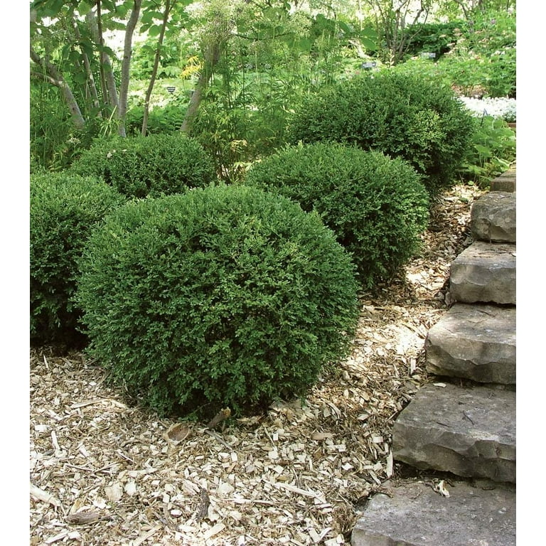 Buxus Microphylla