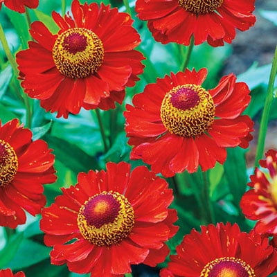 Red Jewel Helenium Dormant Bare Root Starter Perennial Plant (3-Pack ...
