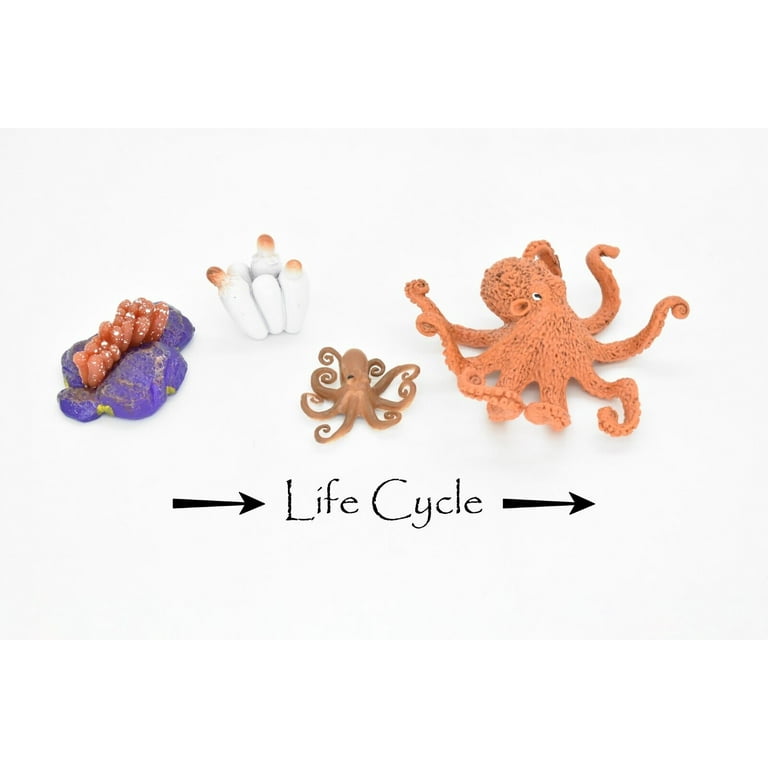 Octopus Life Cycle Diagram