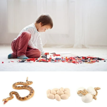 Simulation Snake Growth Cycle Cobra Sand Python Model Children's Early ...