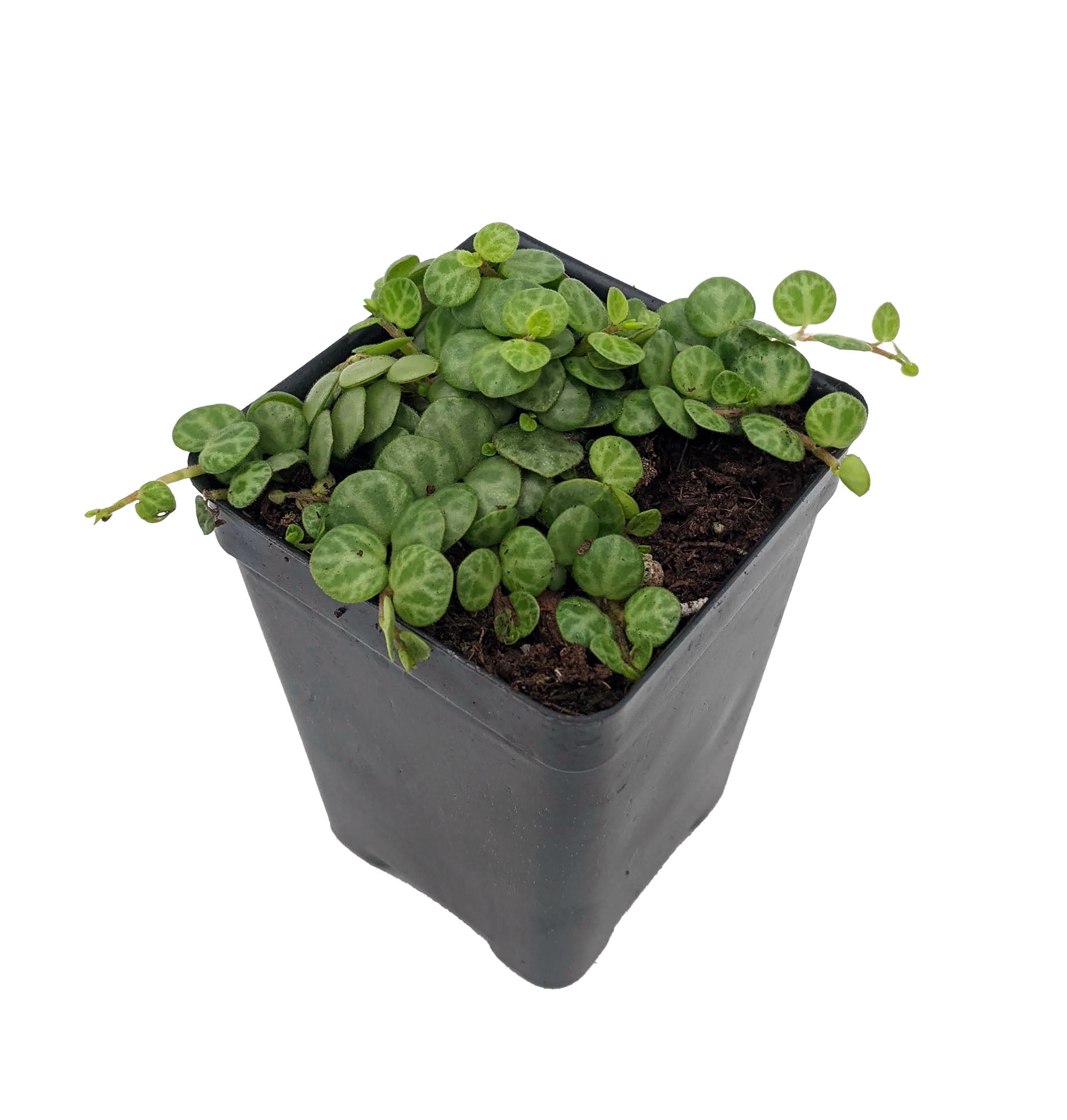 String of Hearts/Turtles/Peace Sign/Cross - Peperomia prostrata- 2.5 ...