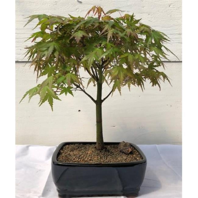 Acer Palmatum Japanese Green Maple Bonsai Tree, Large - Walmart.com
