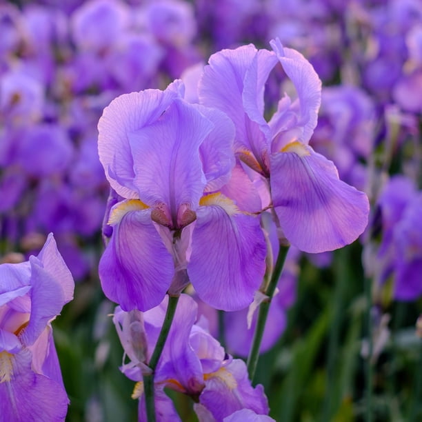 Reblooming Iris