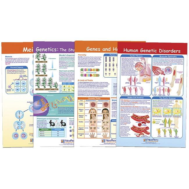 Genetics Bulletin Board Chart Set - Set of 4 - Walmart.com