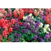 25 WAX MIXED BEGONIA Semperflorens Fibrous Mixed Colors Red Pink White ...