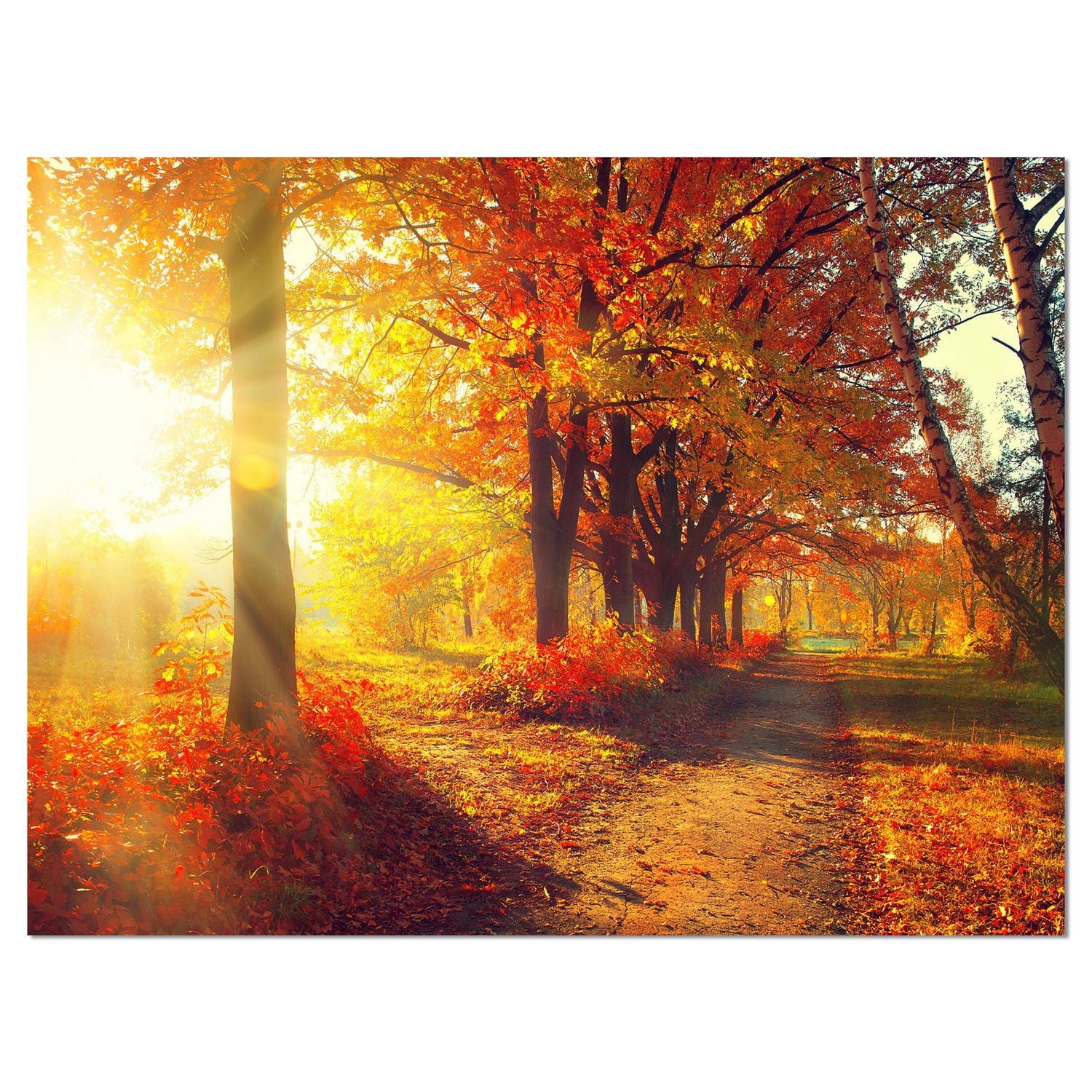 Click here for Designart Autumnal Trees In Sunrays Canvas Wall Ar... prices