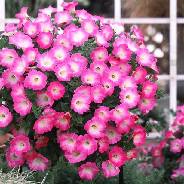 Supreme Plant