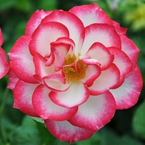 Heirloom Roses - Live Brilliant Floribunda Rose Plant, Potted Outdoor ...