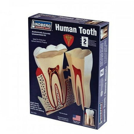 ZM71312 - HUMAN TOOTH ANATOMY MODEL KIT LINDBERG UNASSEMBLED SCALE 8~;1 ...