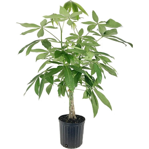 Indoor Money Tree