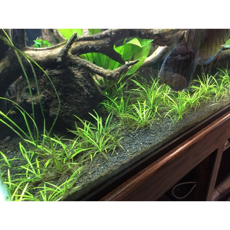 Echinodorus Tenellus Carpet