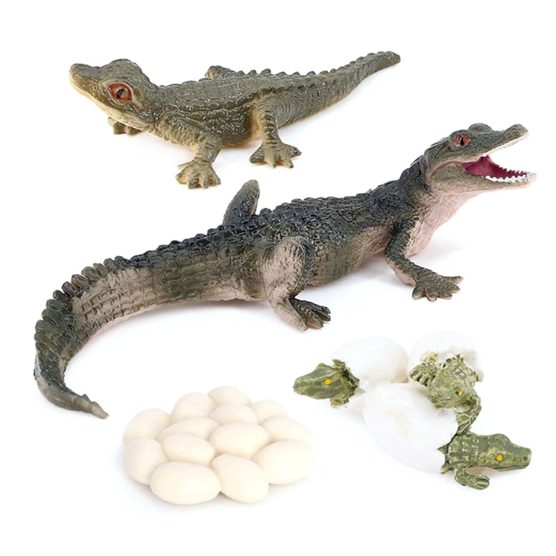 Simulation Alligator Animal Growth Life Cycle Model Kids Toys 2452 ...