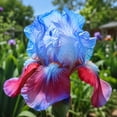 Assorted Iris Mix -Gardens Decoration-Random Color Perennial Iris for ...