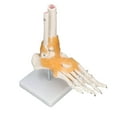 1 Life-Size Human Foot Anatomy Model: Includes Detailed Ankle Skeleton ...