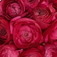 Hot Pink Ranunculus - 30 Farm Direct Fresh Cut Flowers - 140 Stems - by ...