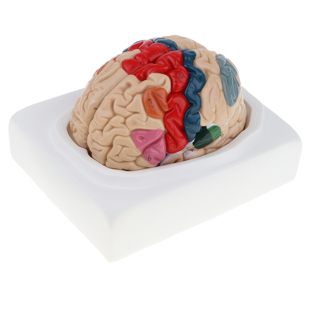 Anatomical Life Size Human Brain Cerebral Cortex Model School Teaching ...