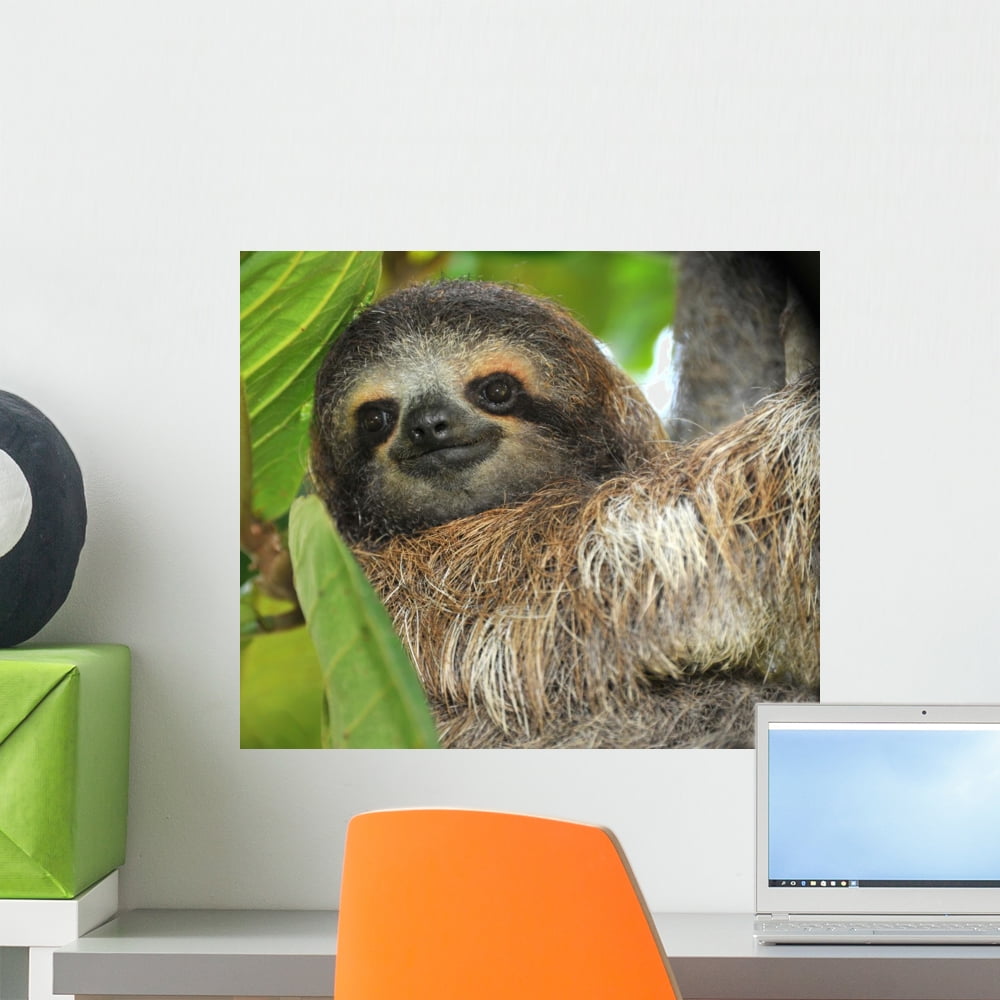Three Toed Sloth Male Wall Mural by Wallmonkeys Peel and Stick Graphic ...