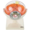 Axis Scientific 5X Life-Size Human Eye Model, 7-Part Anatomy Replica ...