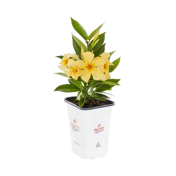 Island Blooms 1.5PT Red Mandevilla Live Annual Tropical Plant Sun ...