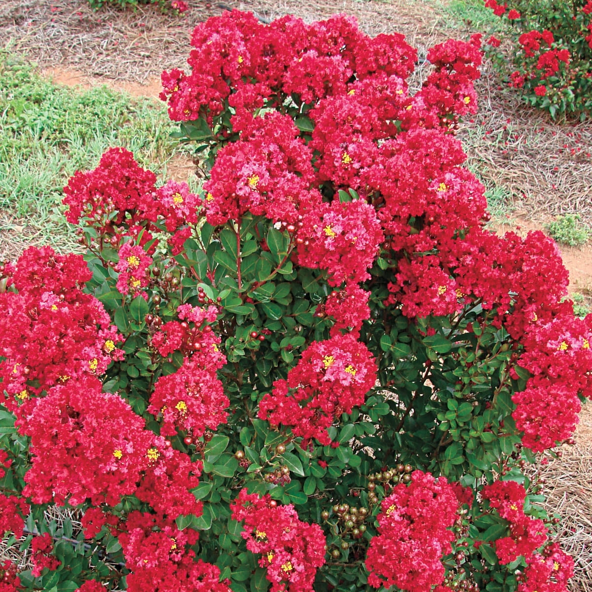 Enduring Summer Red Flowering Crape Myrtle, Dormant Bare Root Starter ...